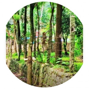 Laser Monkey Scarer v1 - Codrey Electronics